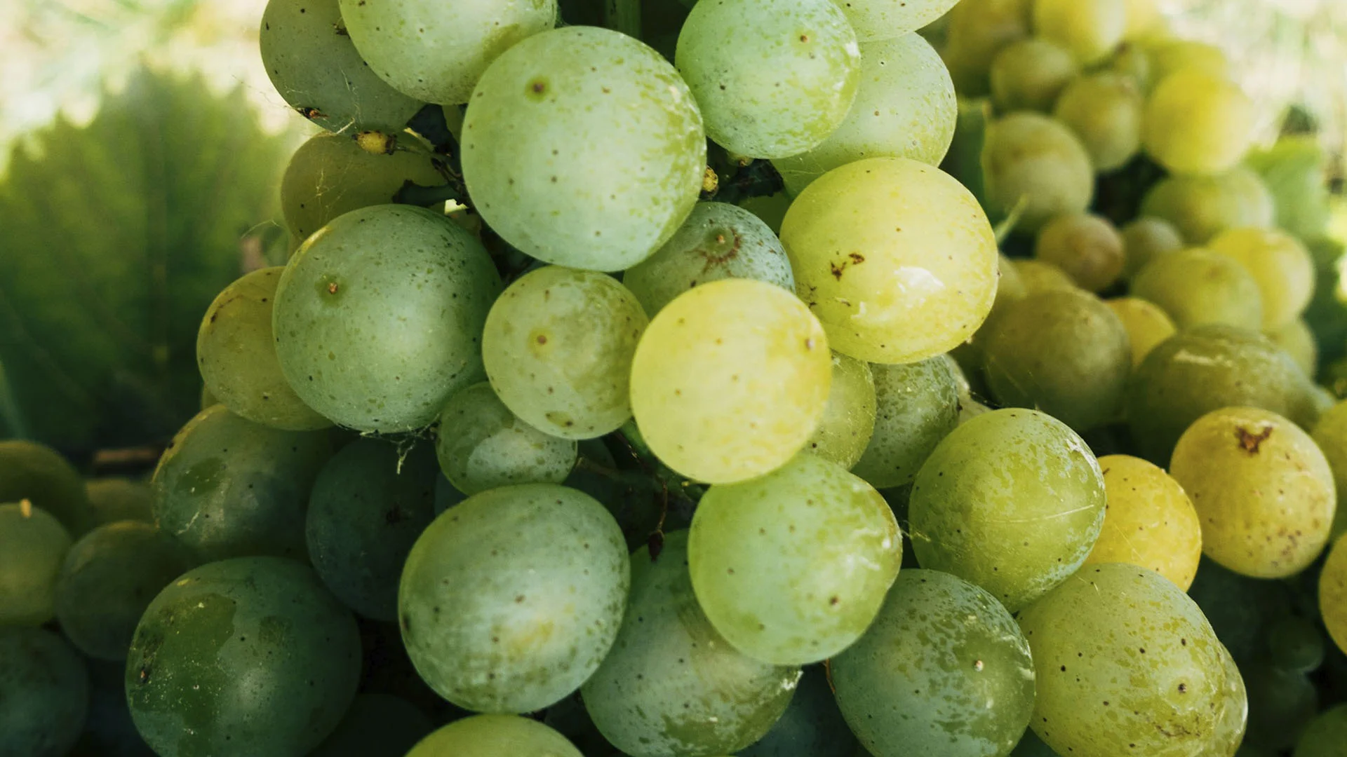 Discover Clairette: Everything You Need to Know About this Grape Varietal
